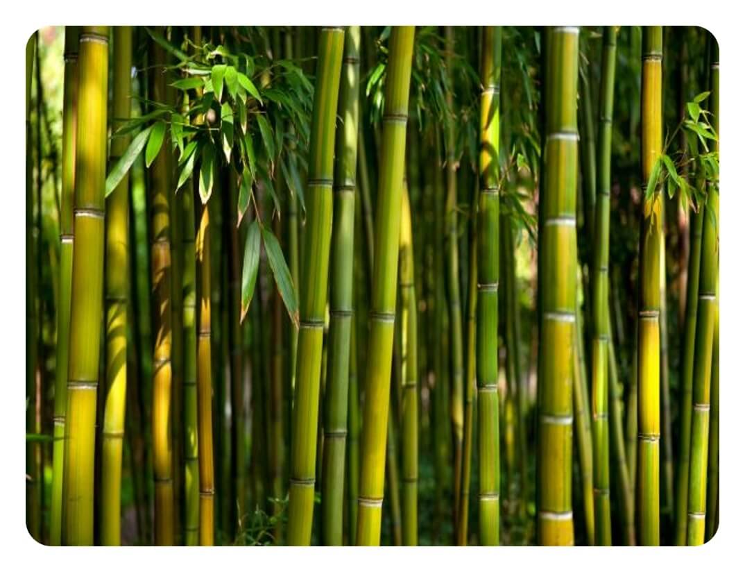 indonesia.bertwinkelbuiter.nl - Bamboe