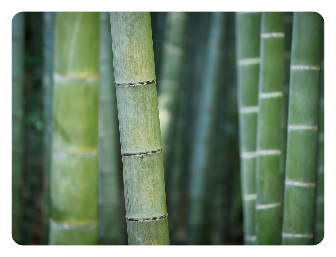 indonesia.bertwinkelbuiter.nl - Bamboe