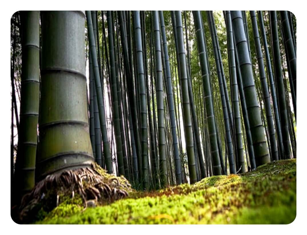 indonesia.bertwinkelbuiter.nl - Bamboe