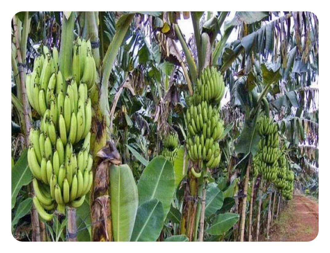 indonesia.bertwinkelbuiter.nl - Bananenplantages